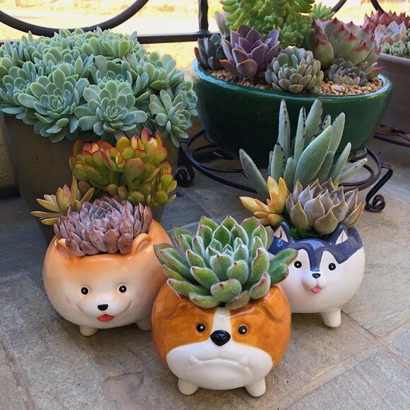Wacoii | Accents | Puppy Dog Flower Pot Succulent Cactus Pomeranian ...